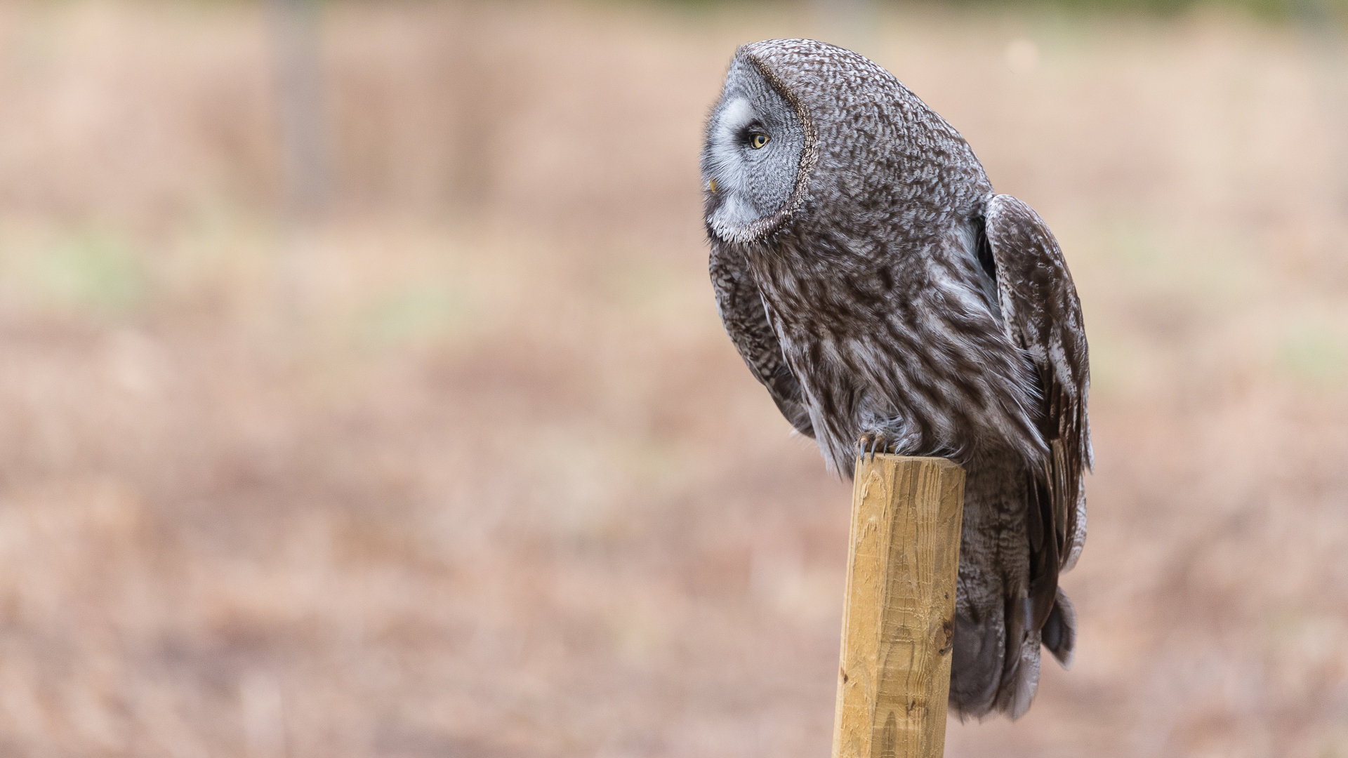 Great grey owl – Amazing Nature Scandinavia