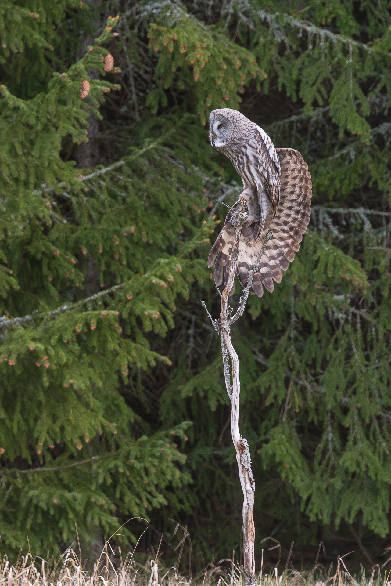 Great grey owl – Amazing Nature Scandinavia