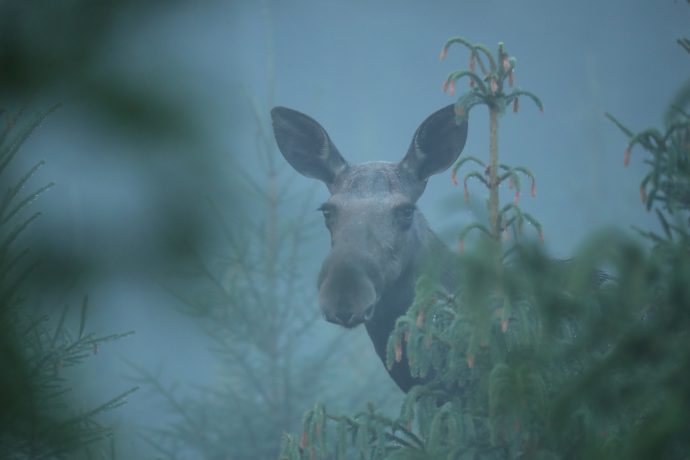 Moose safari – Amazing Nature Scandinavia