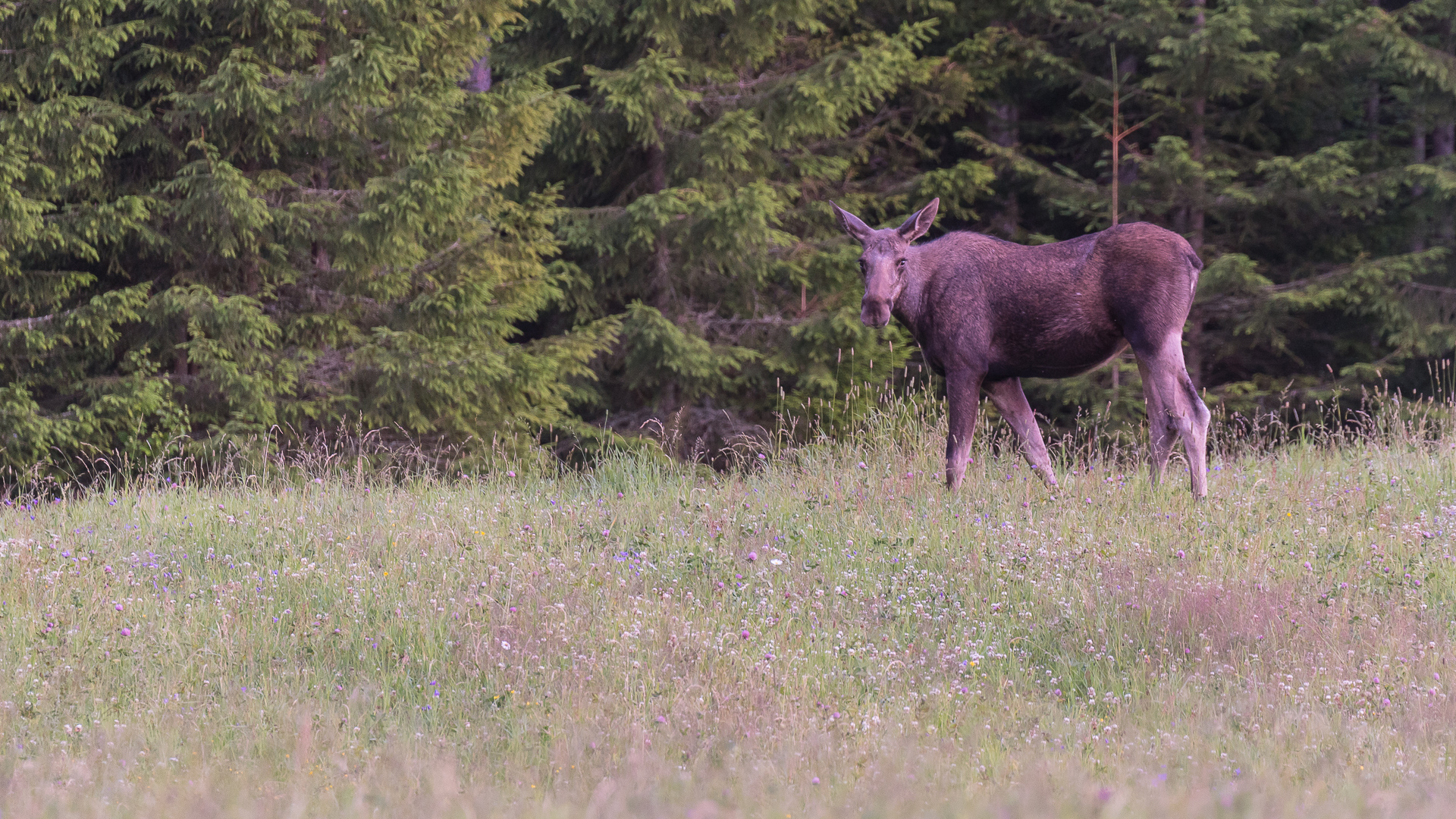 Moose safari – Amazing Nature Scandinavia