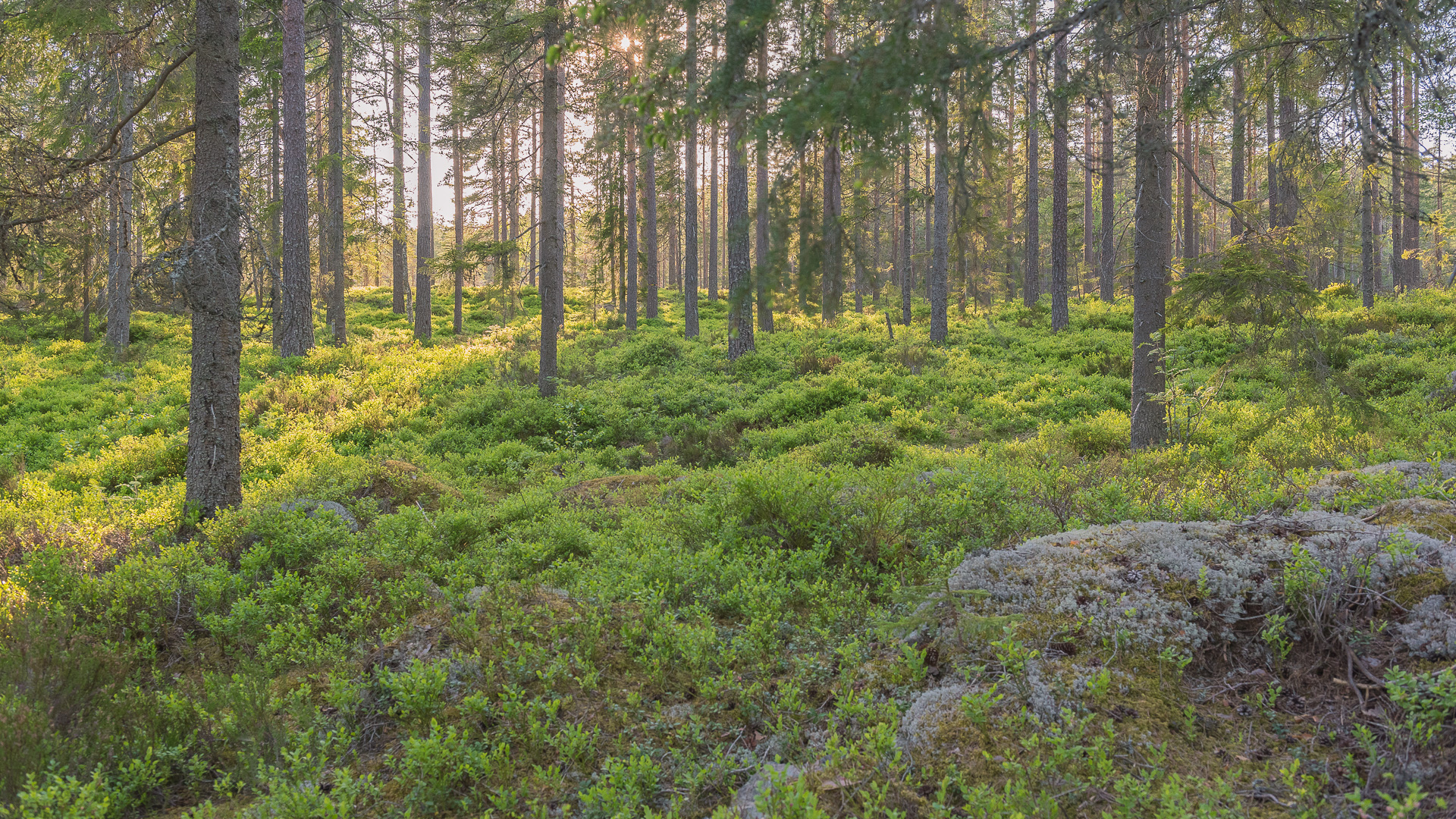 8-day family trip Central Sweden – Amazing Nature Scandinavia