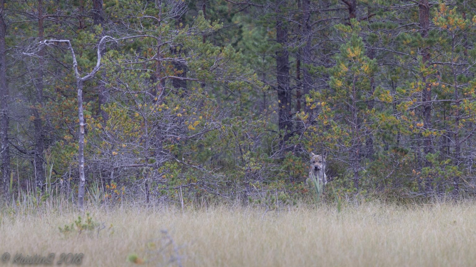 Wolf safari – Amazing Nature Scandinavia
