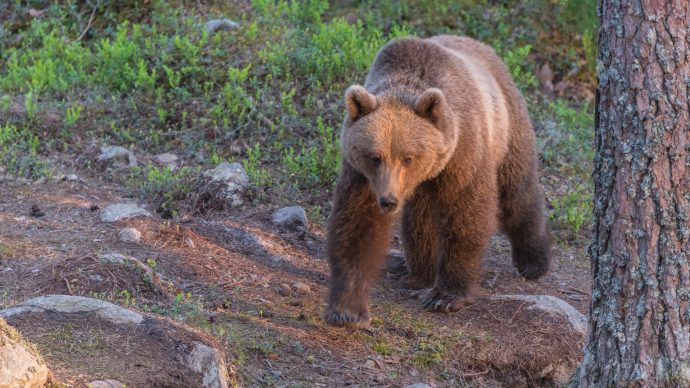 6-day spring bird & bear photography tour through Central Sweden ...